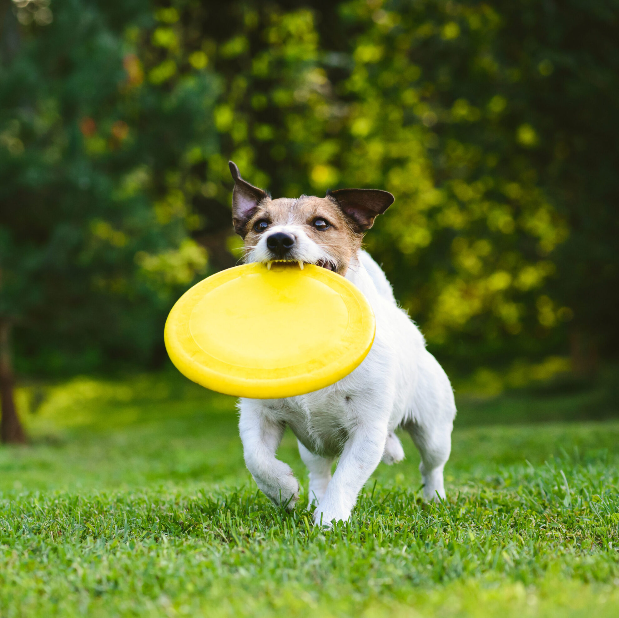 Blog - Poopie Patrol LLC